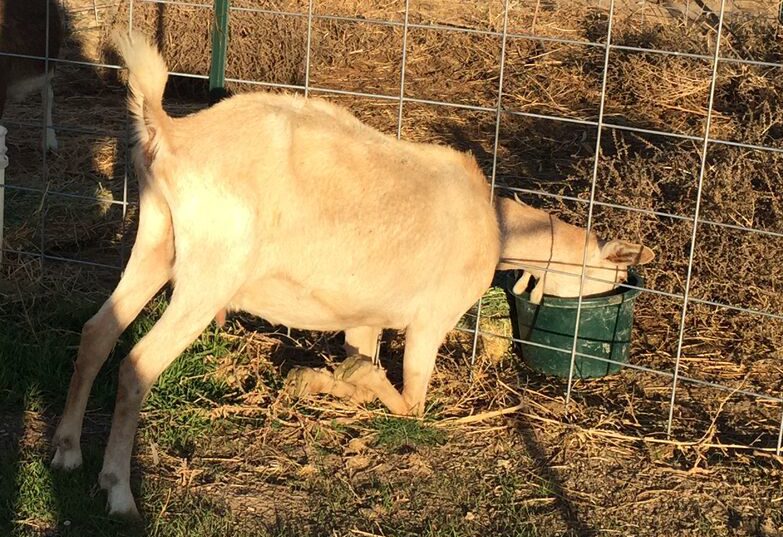 Goat Fencing 101: Got Your Goat? Now You Need a Plan to Keep It ...
