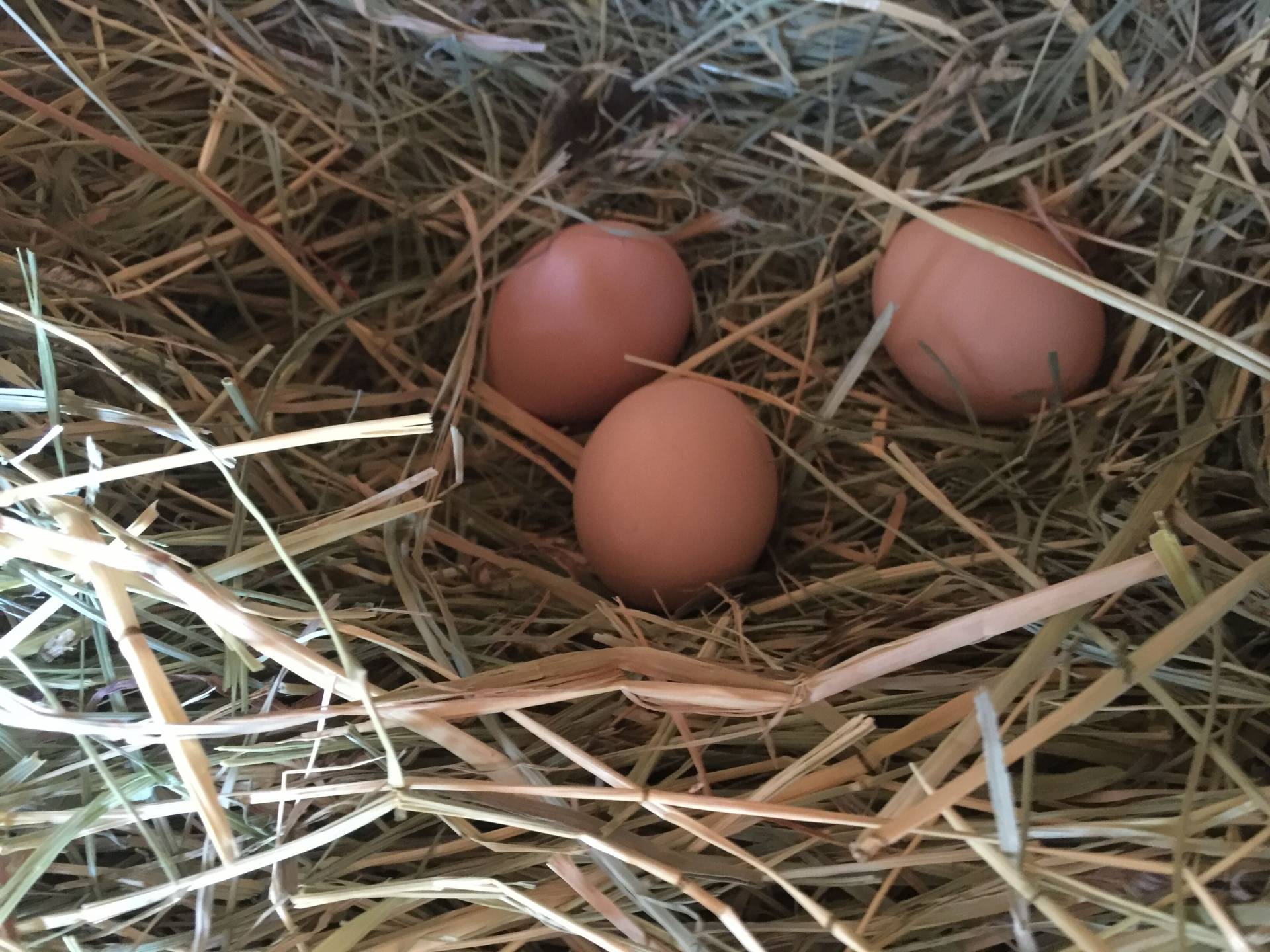 Help for Messy Nests – Homestead Larder